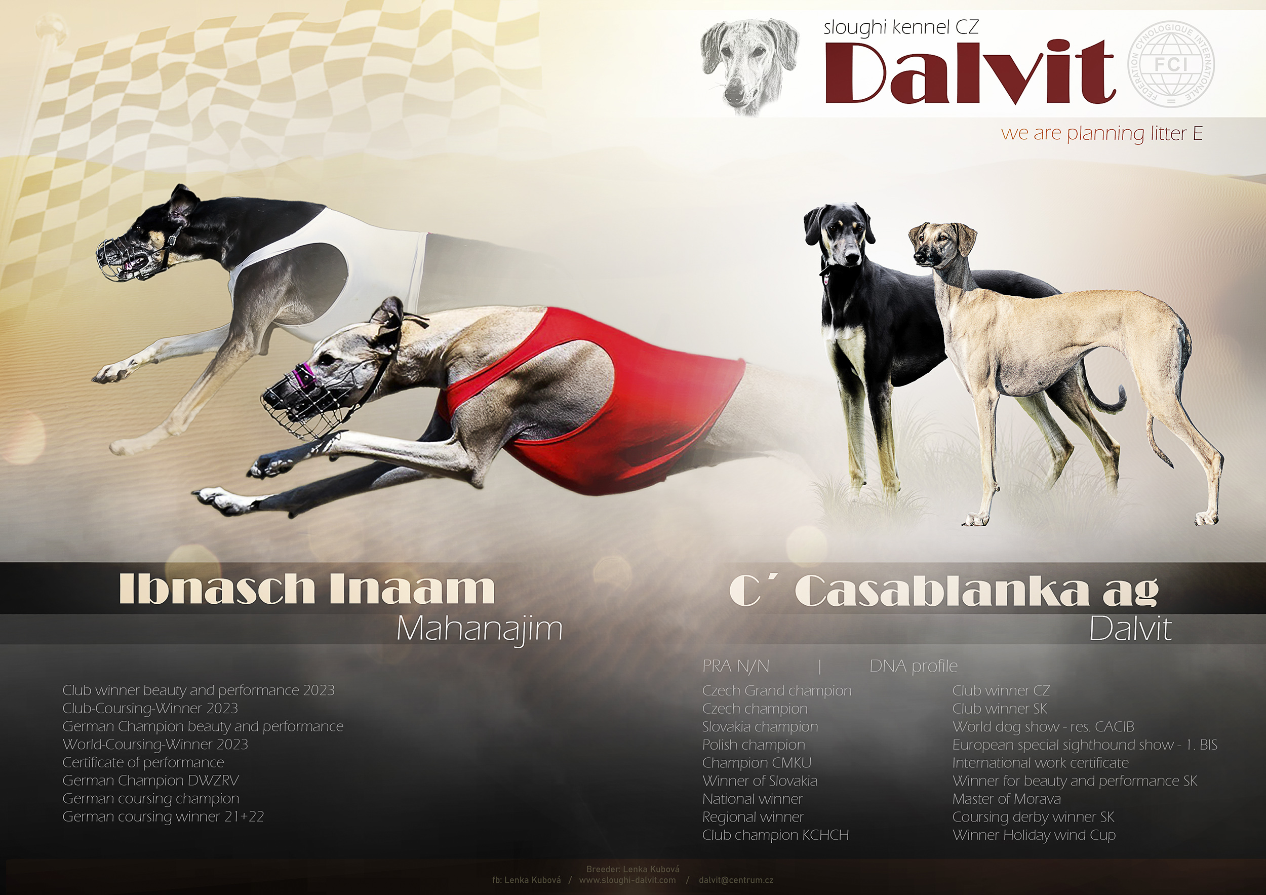 Sloughi Dalvit Kennel